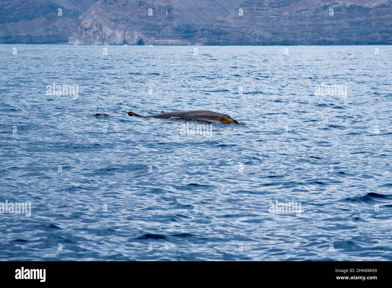 Blainville schnabelwal hi-res stock photography and images - Alamy