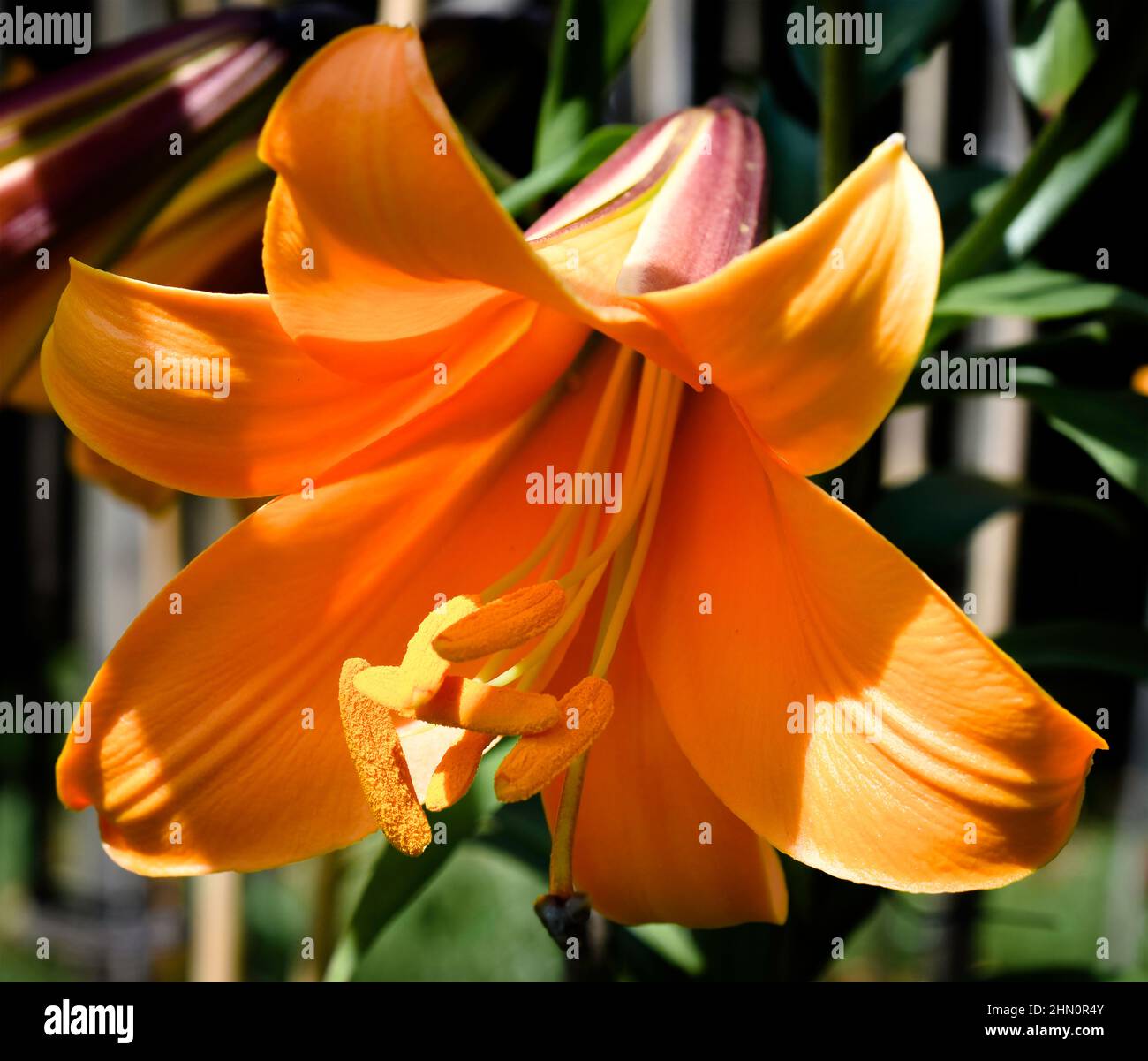 African queen hi-res stock photography and images - Alamy