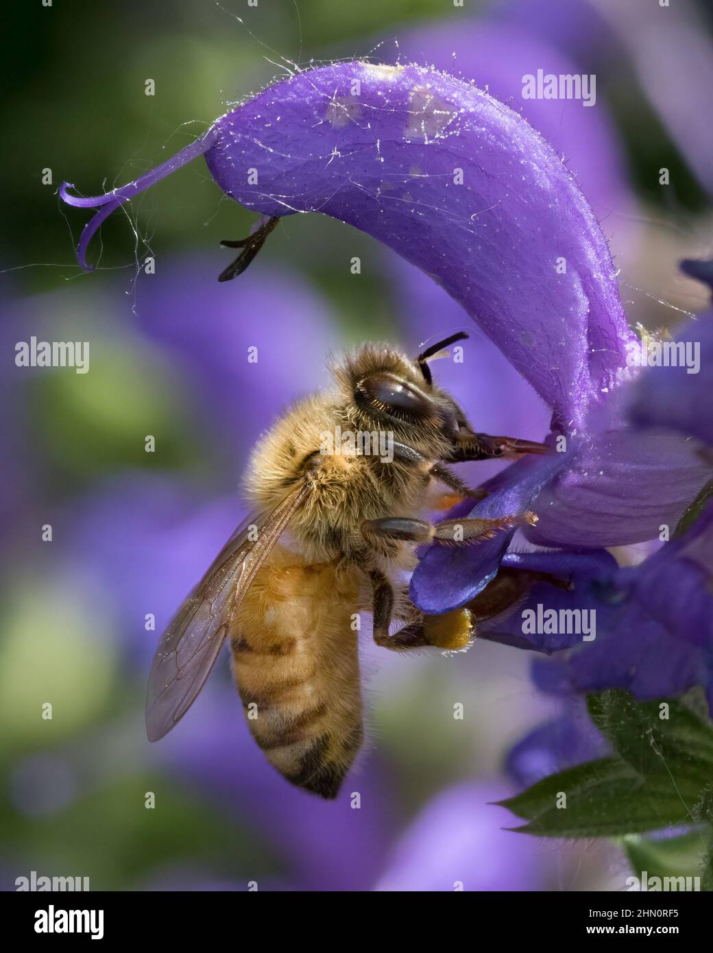 Macro photo of Honey Bee drinking nectar from blue sage flower Stock ...