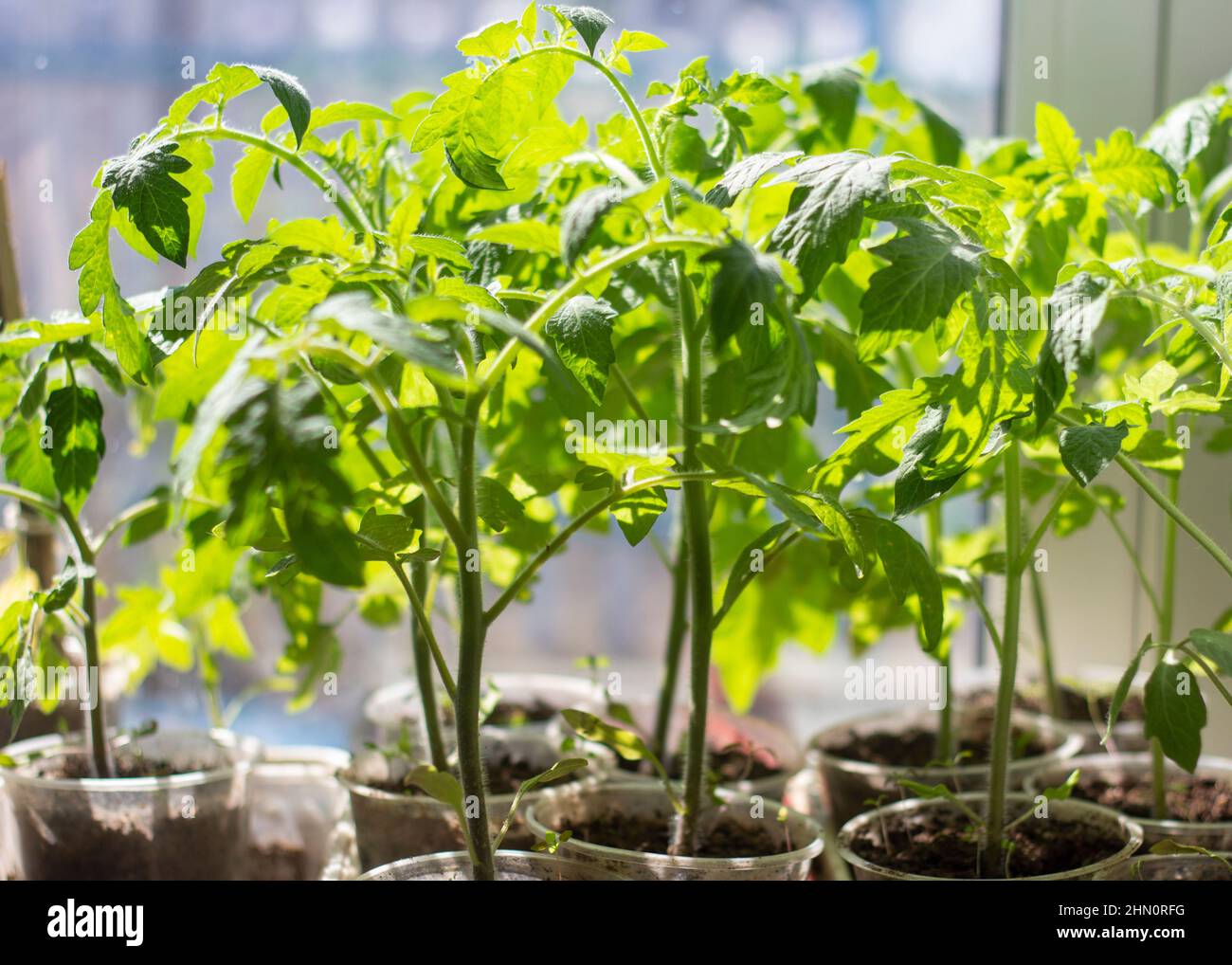 Tomato seedlings on the windowsill in the sunlight Stock Photo - Alamy