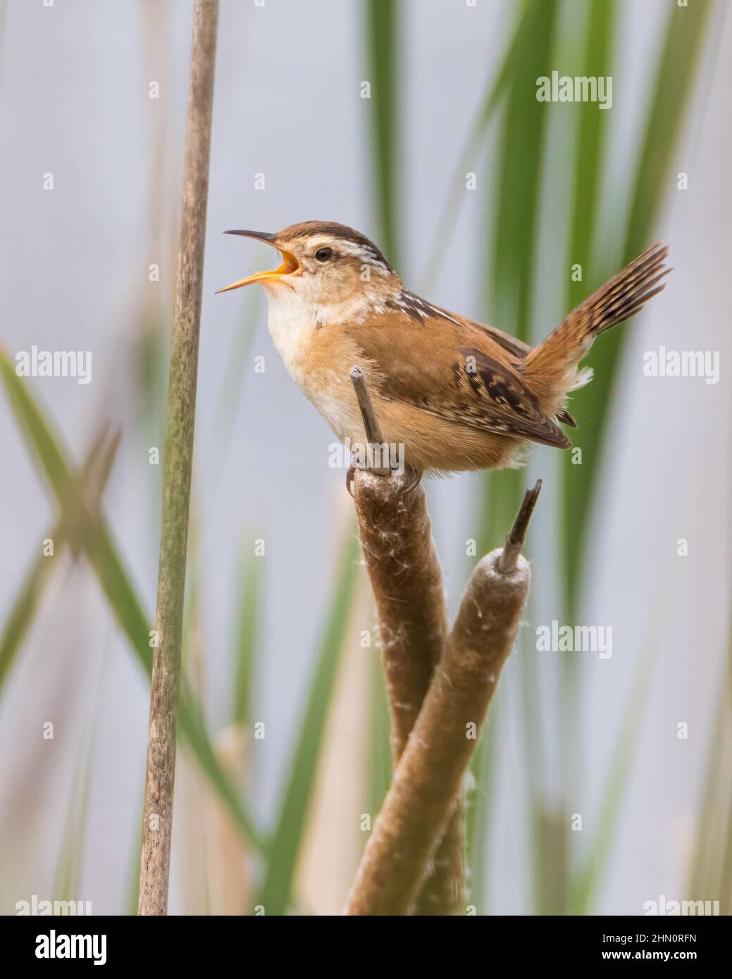 Closeup of Marsh Wren bird singing in cattail marsh Stock Photo - Alamy