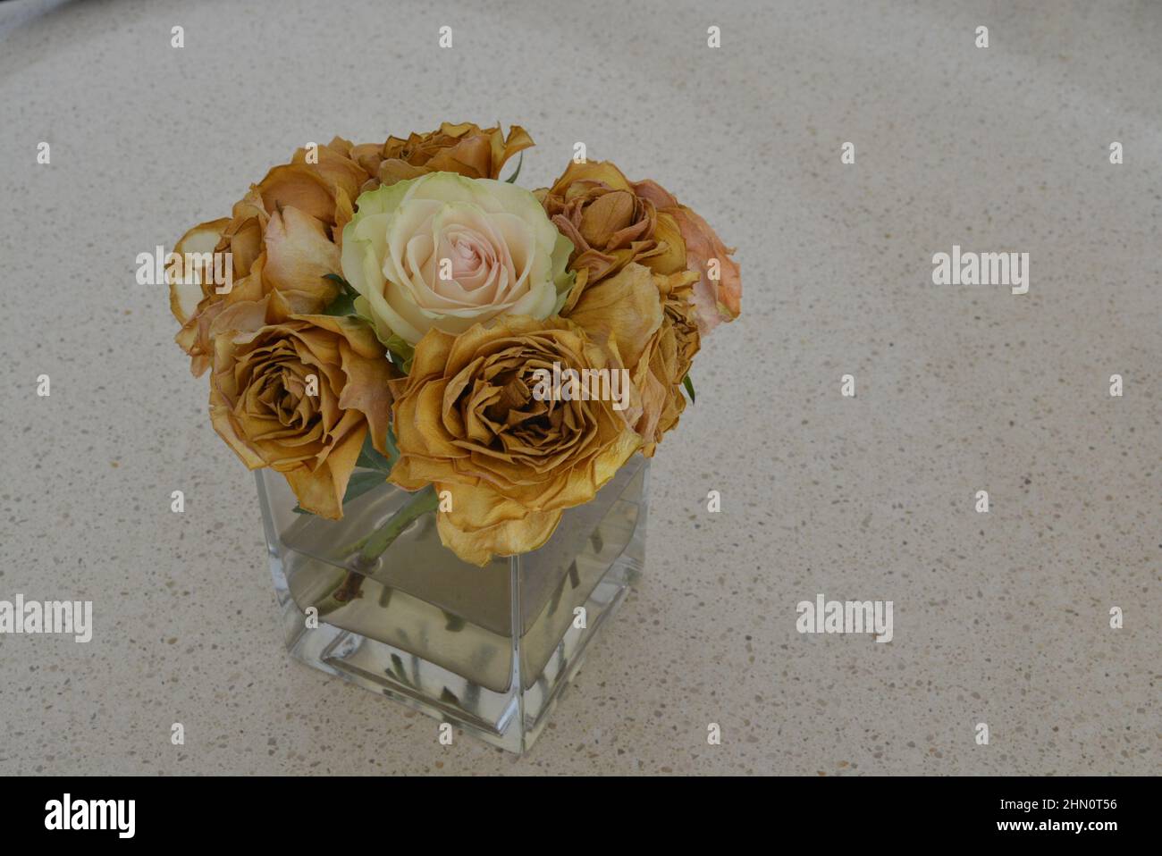 Contrast contrast hi-res stock photography and images - Alamy