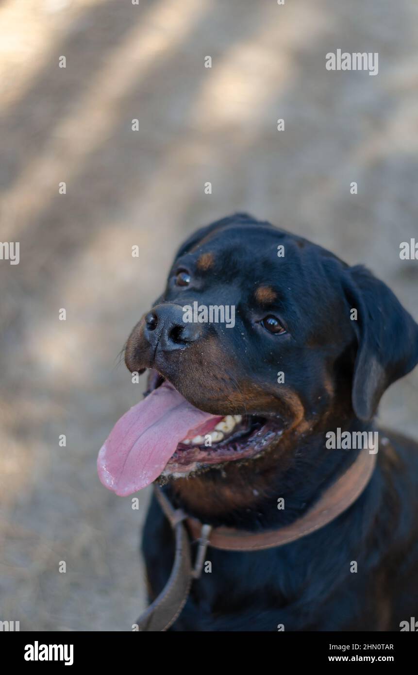 Portrait of a black happy smiling dog with tongue out. Adult Male ...