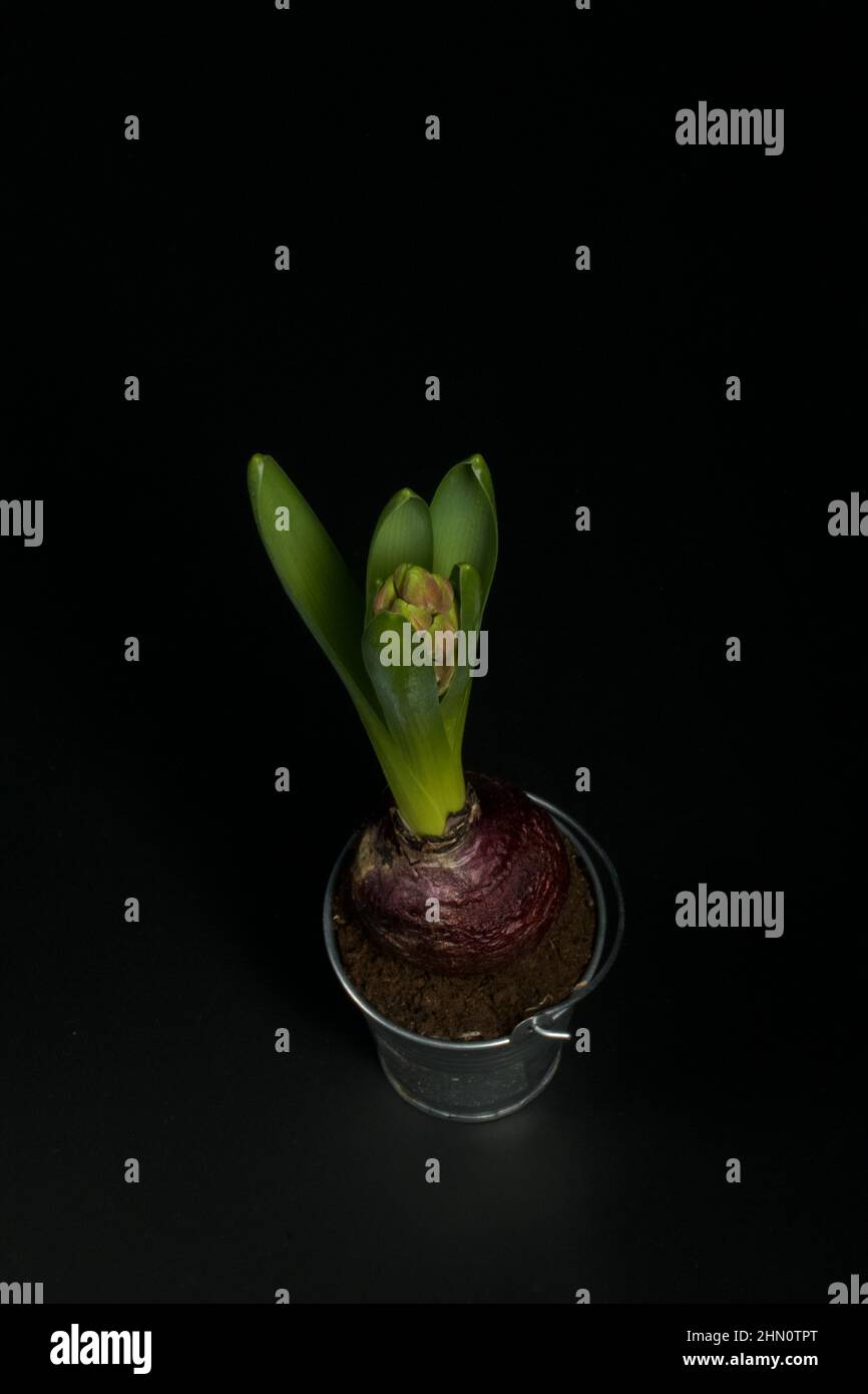 Hyacinth into a decorative bucket. Close-up Stock Photo - Alamy