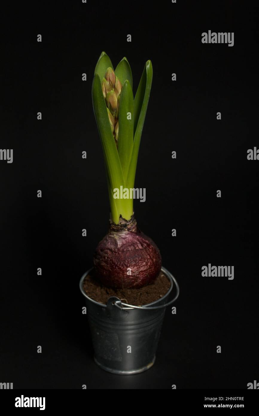Hyacinth into a decorative bucket. Close-up Stock Photo - Alamy