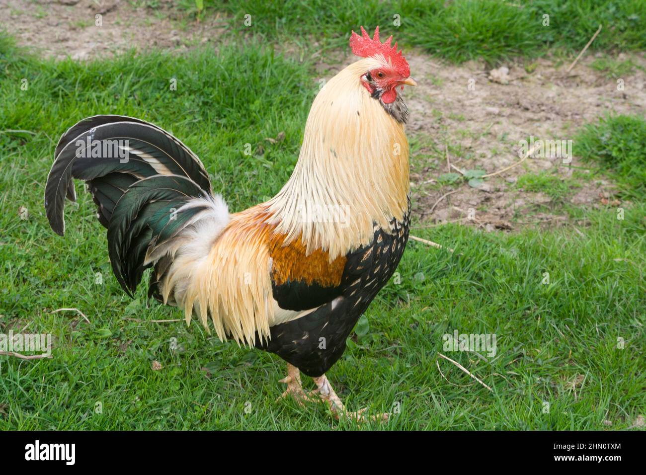 Old English Game cockerel Stock Photo - Alamy