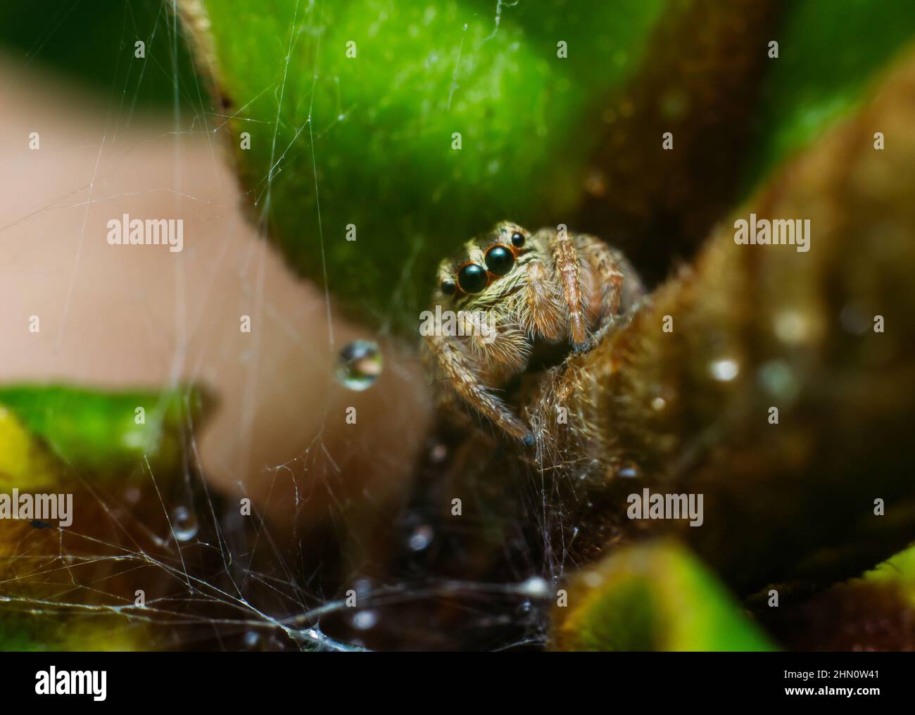 Jumping Spider - Plexippus Petersi is a common house and garden jumping ...
