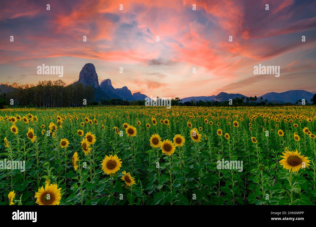 Beautiful sunflower field with Twilight sky on evening at Lop buri ...