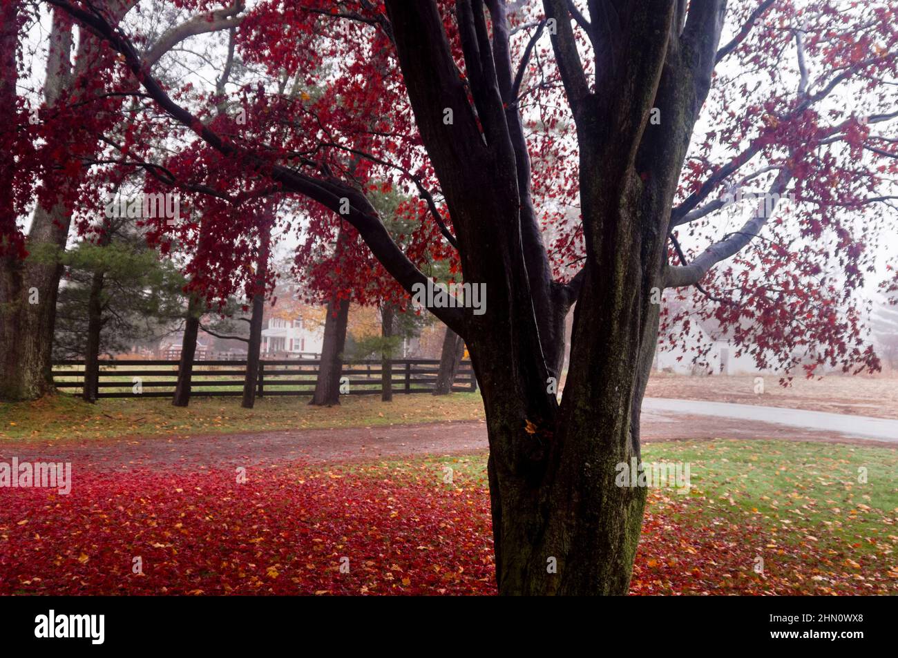 apanese maple tree on the farm homestead in White Hall, Maryland Stock ...