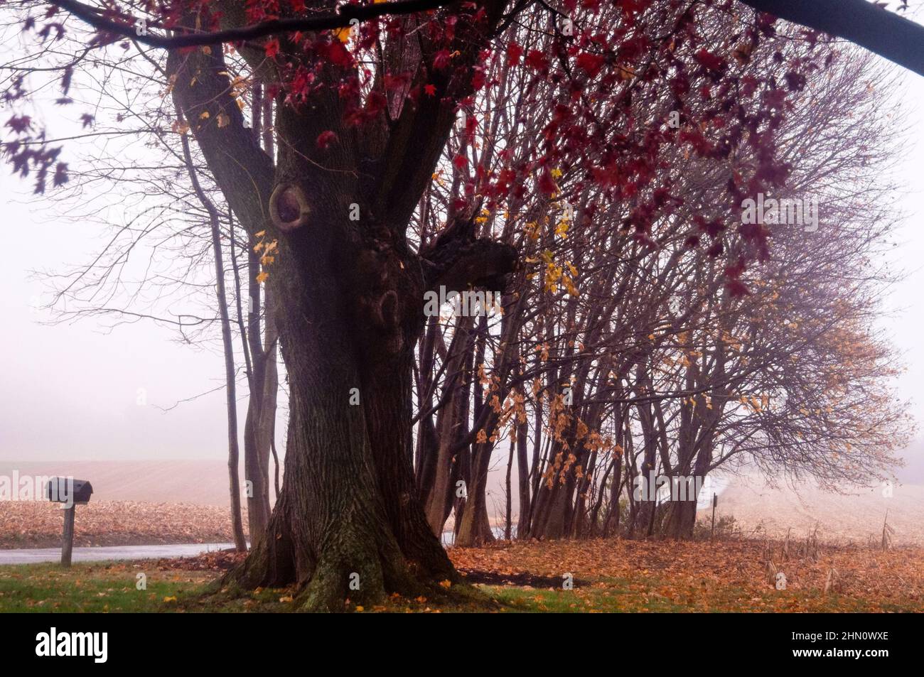 apanese maple tree on the farm homestead in White Hall, Maryland Stock ...