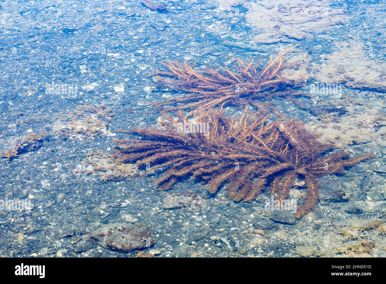 Shallow rock-pool with common flapjack seaweed at Te Kaha new Zealand ...