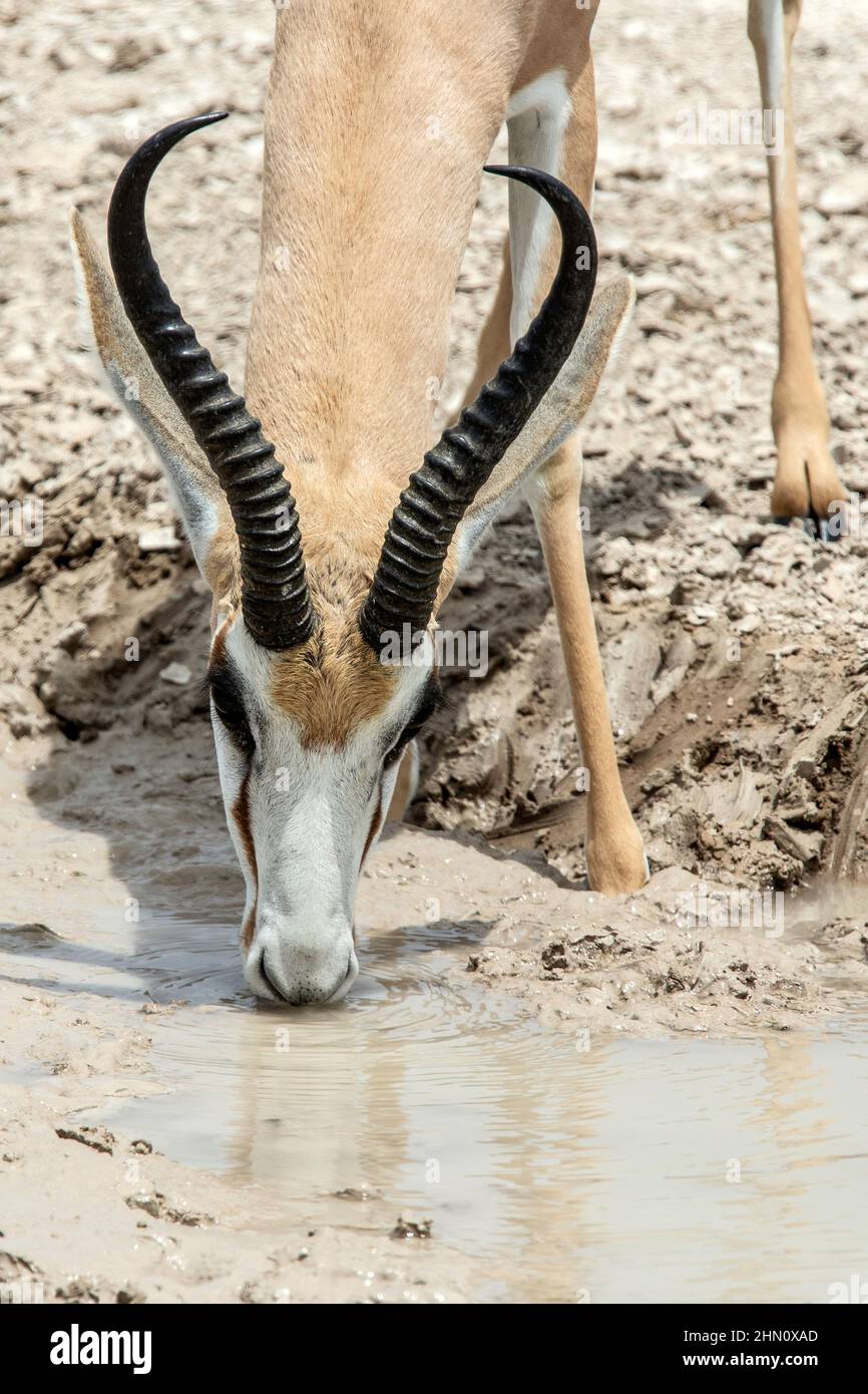 Springbok drinking head on Stock Photo - Alamy
