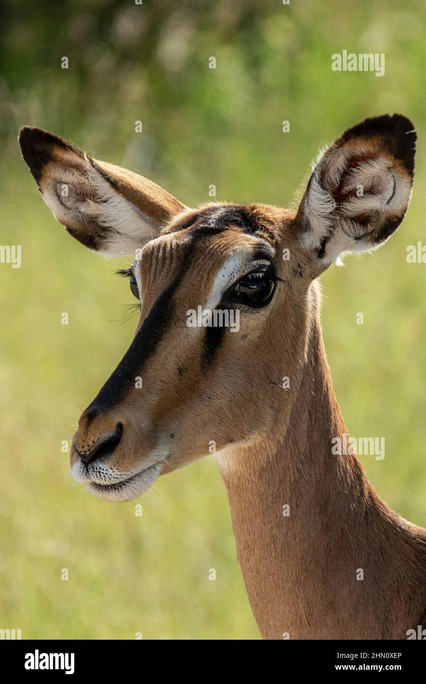 Portrait Headshot of a Black Faced Impala Stock Photo - Alamy
