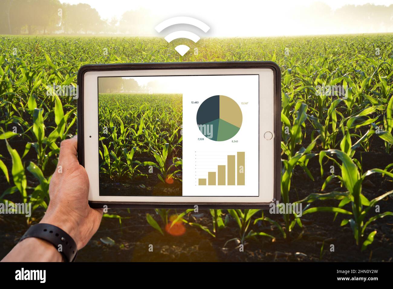 Smart agriculture, IoT. Agriculture 4.0 concept. Man monitoring data of ...