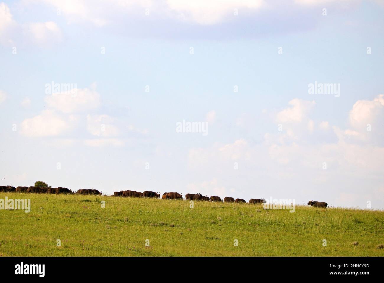 African buffalo, South Africa Stock Photo - Alamy