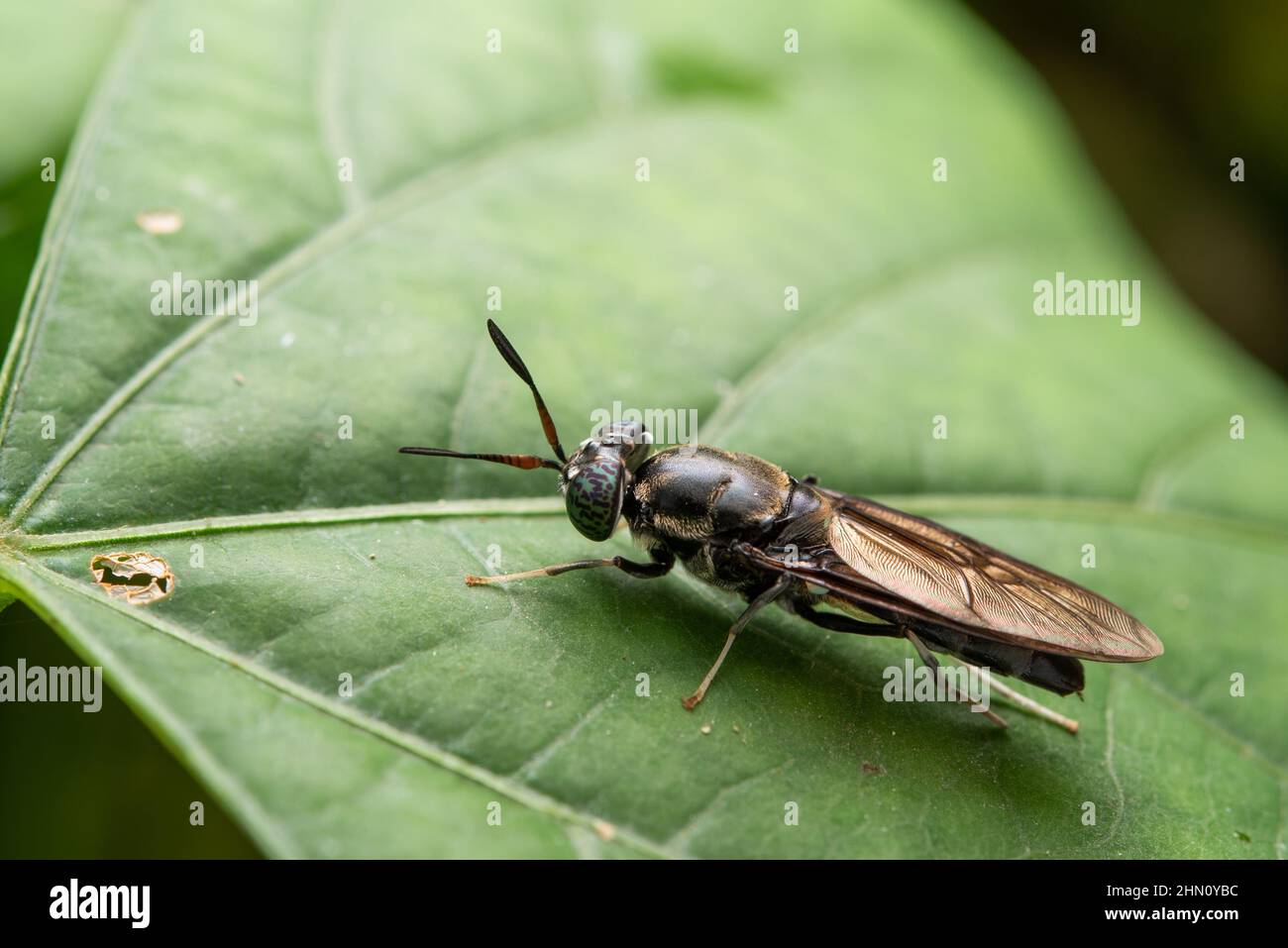 Stratiomyidae black hi-res stock photography and images - Alamy