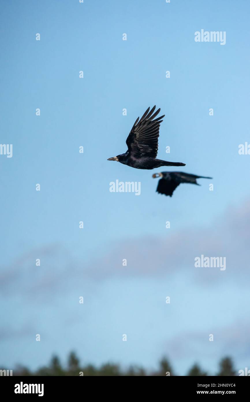 Two Large-billed crows flying in the clear sky Stock Photo - Alamy