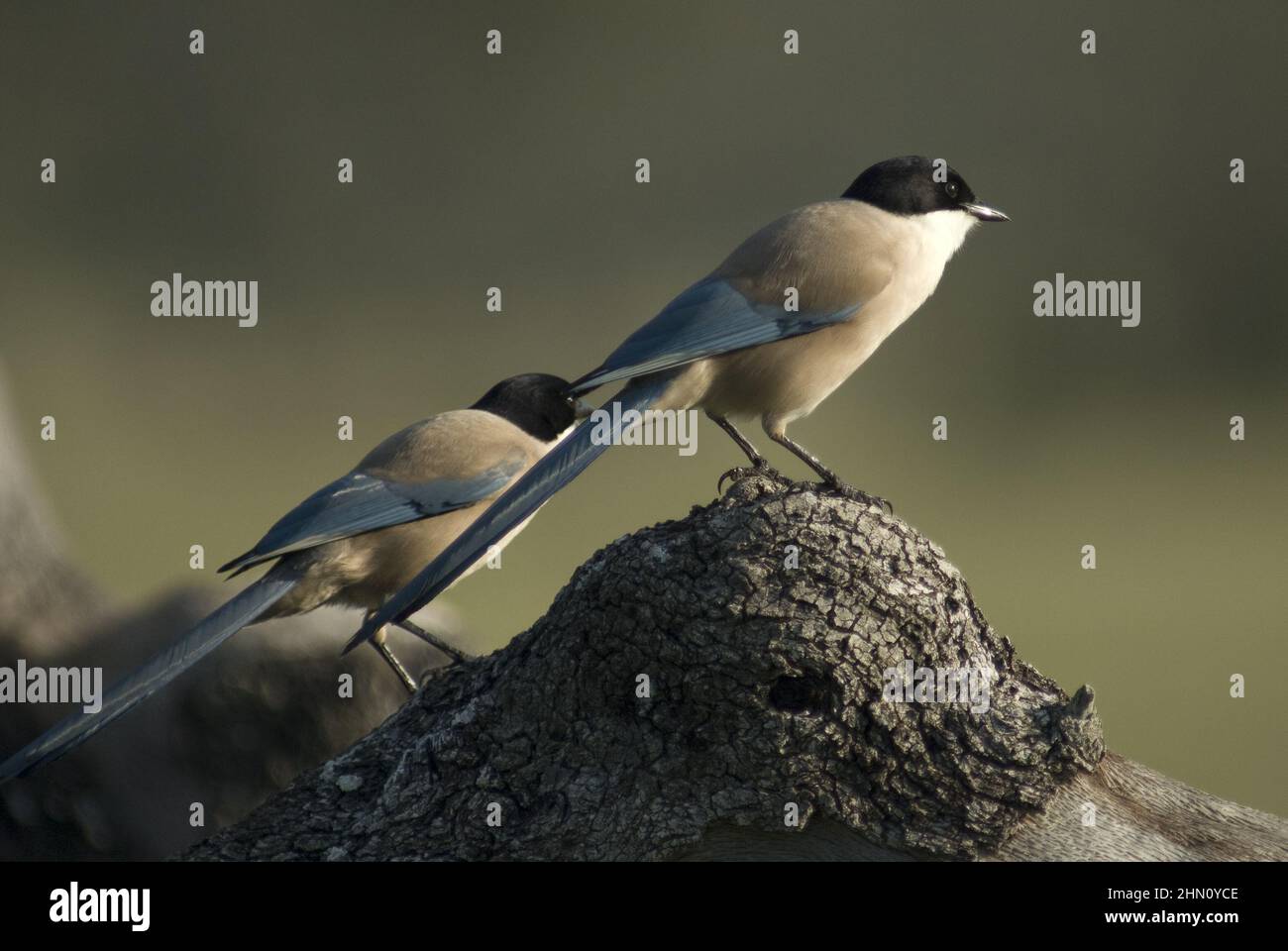 Azure winged magpie in South western Spain Stock Photo - Alamy