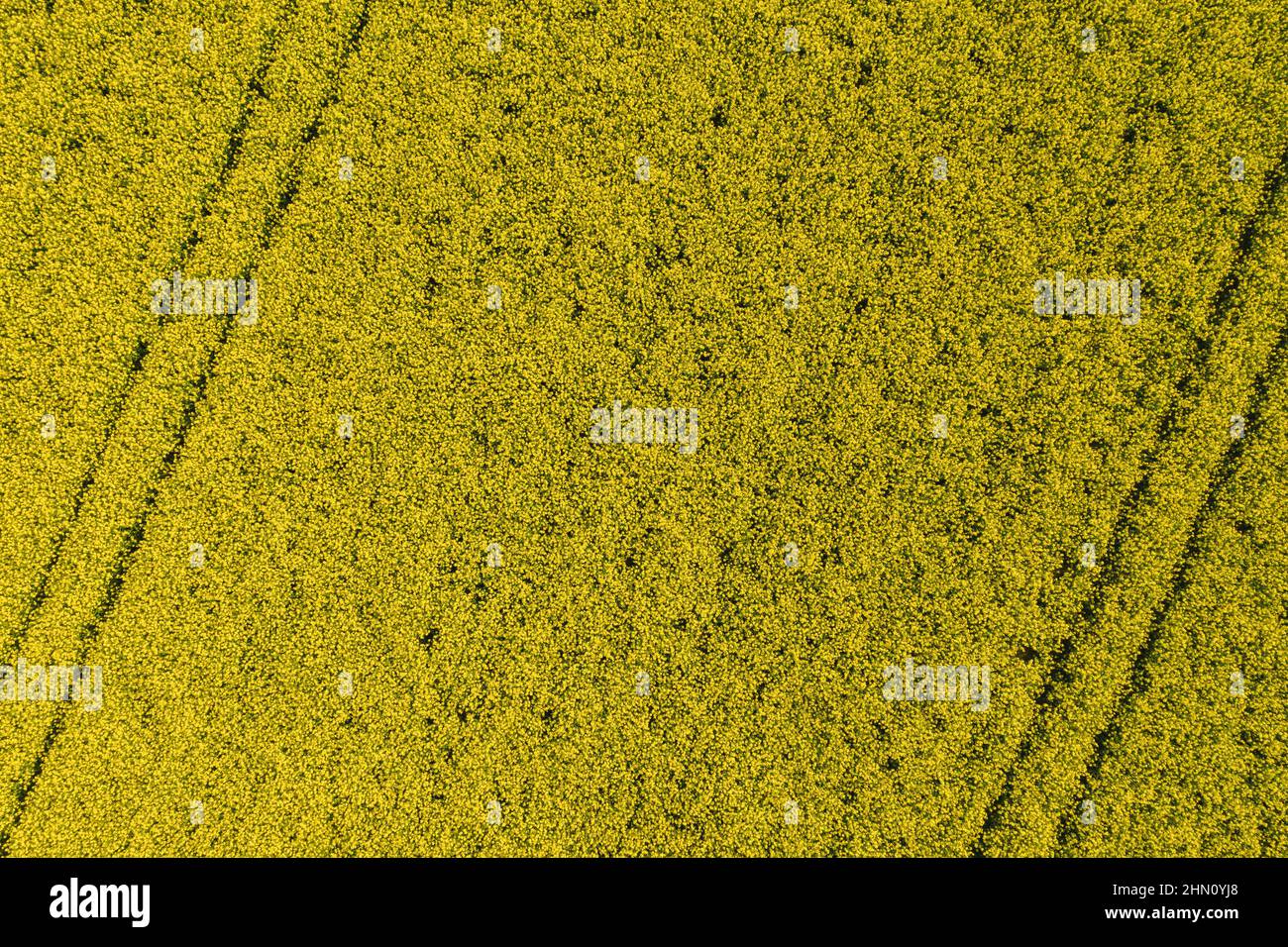 Canola field from above Stock Photo - Alamy