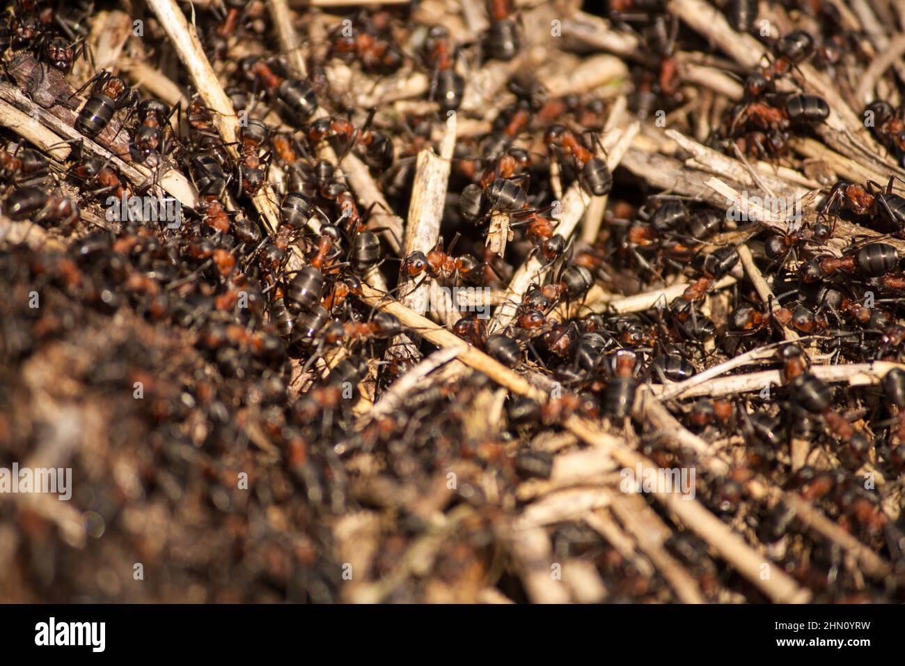 Ants in sun hi-res stock photography and images - Alamy