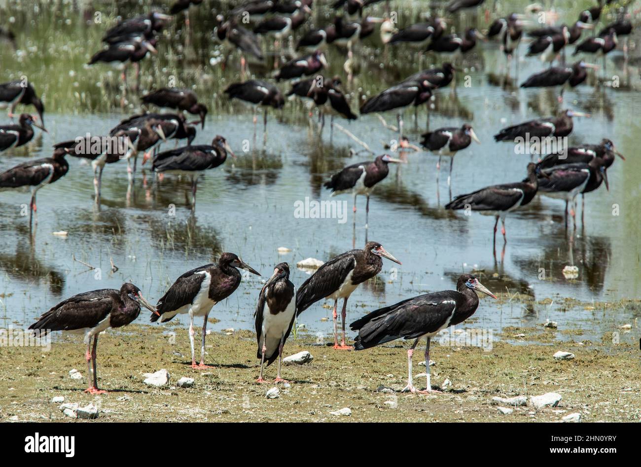 Black stork flock hi-res stock photography and images - Alamy