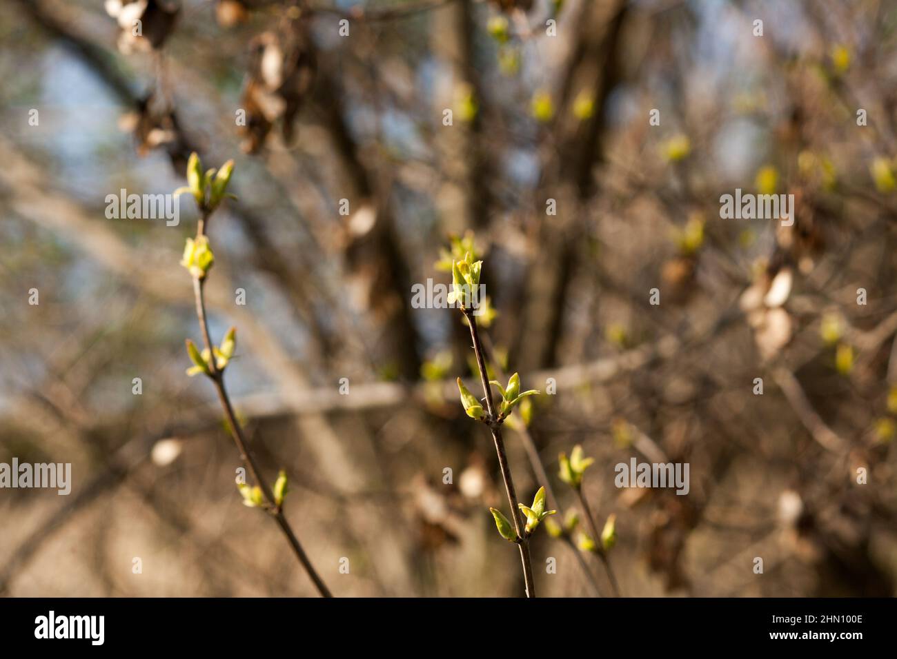Spring: new leaves emerge from tree buds Stock Photo - Alamy