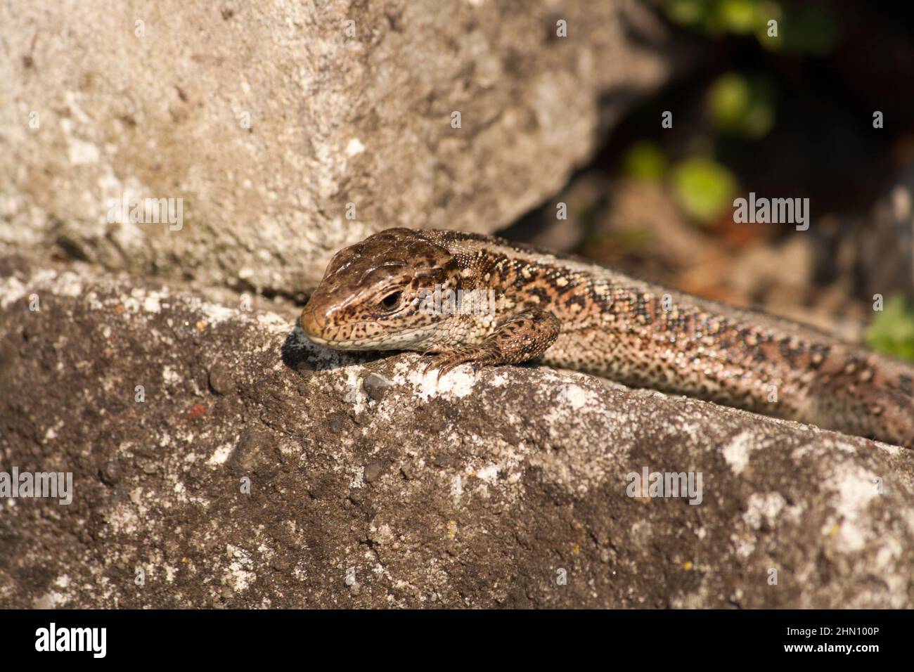 Lizard resting on a wall in the sun Stock Photo - Alamy