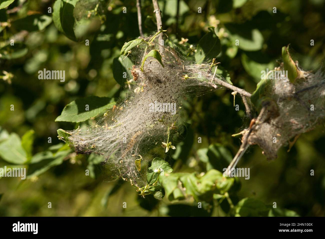 Spider Nest with small baby spiders in the sun Stock Photo - Alamy