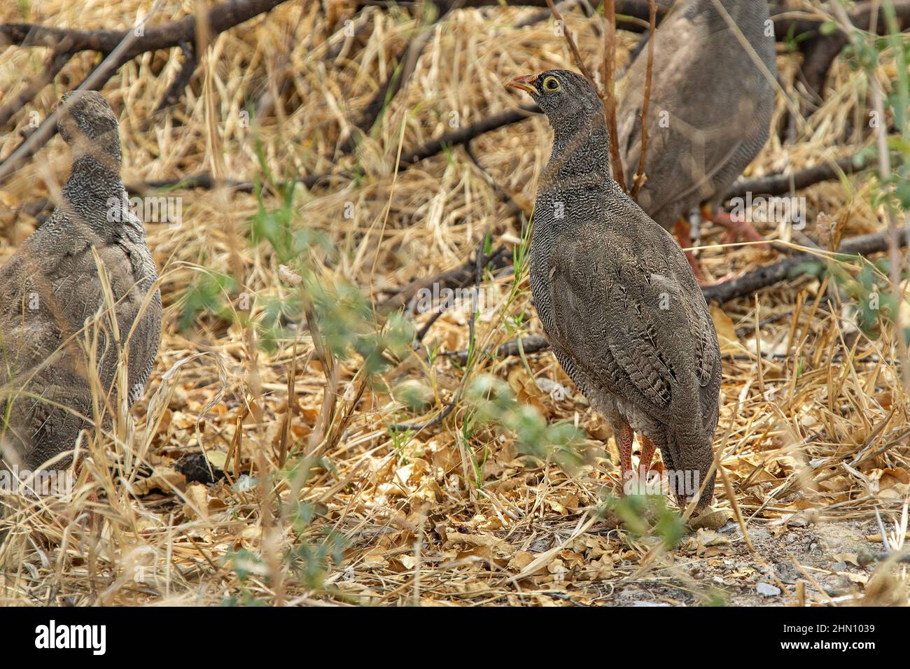 Red Billed Spur Fowl in the undergrowth Stock Photo - Alamy