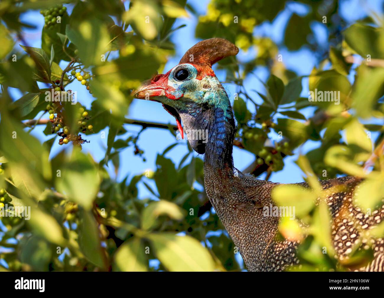 Helmeted Guineafowl, South Africa Stock Photo - Alamy