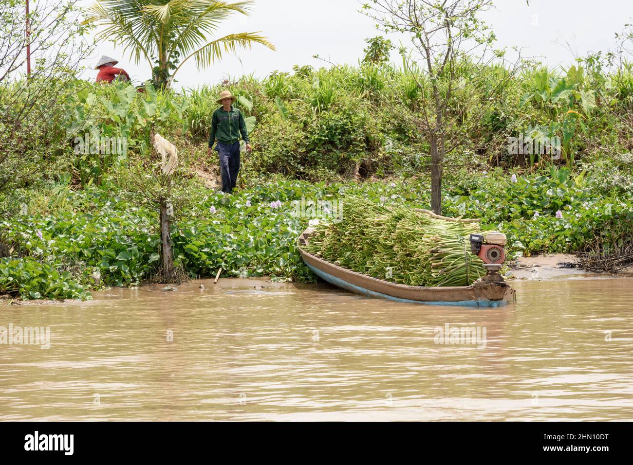 Vietnamese farmer harvesting water hyacith (Eichhornia crassipes) on ...