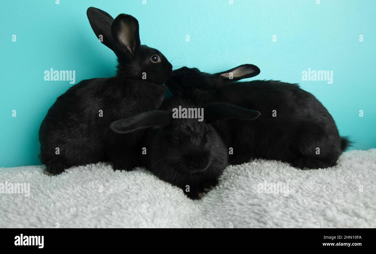 three cute black bunny rabbits together with blue background Stock ...