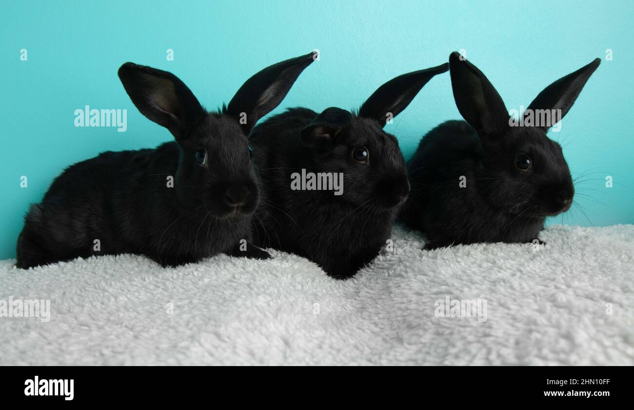 three cute black bunny rabbits lying together together with blue ...