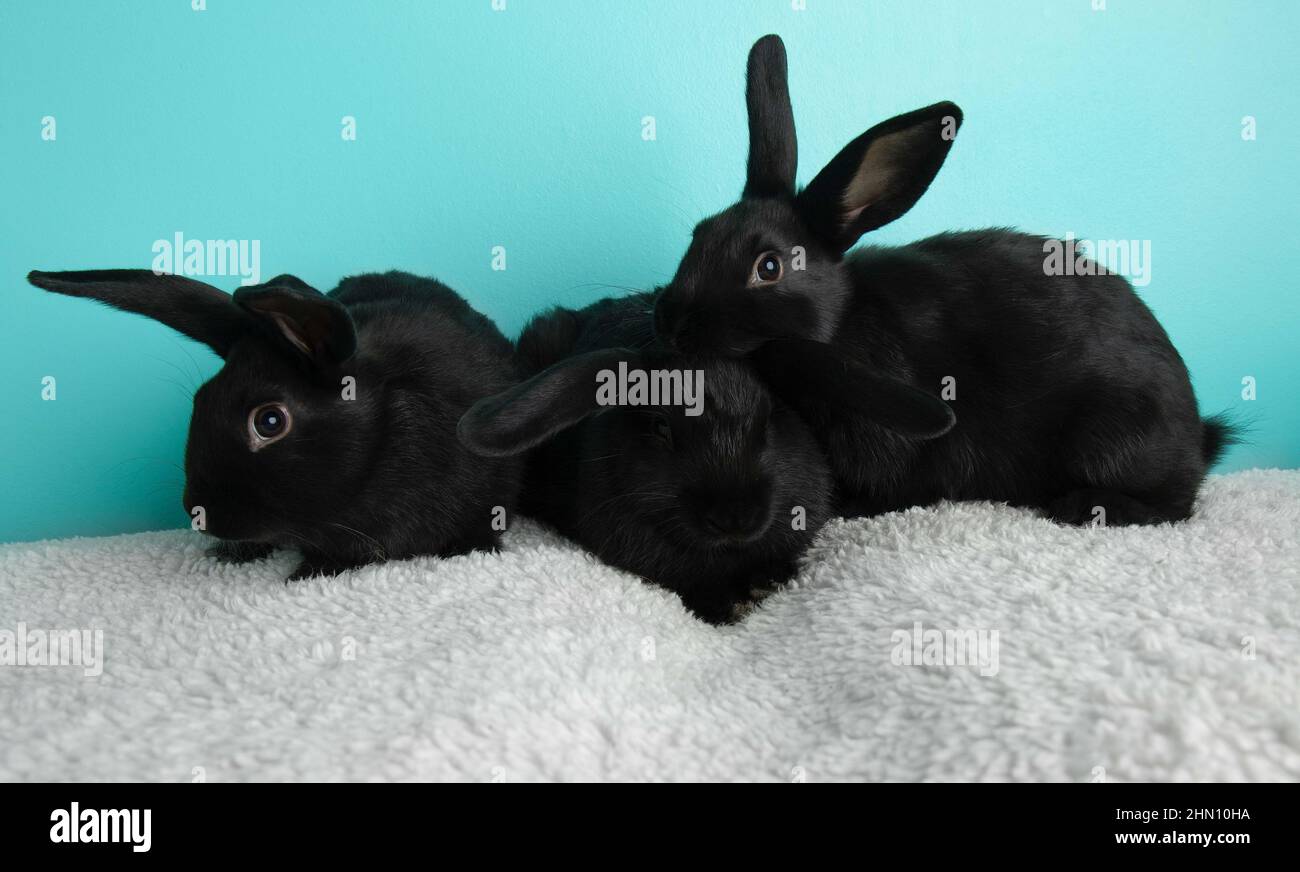 three cute black baby bunny rabbits lying together with blue background ...