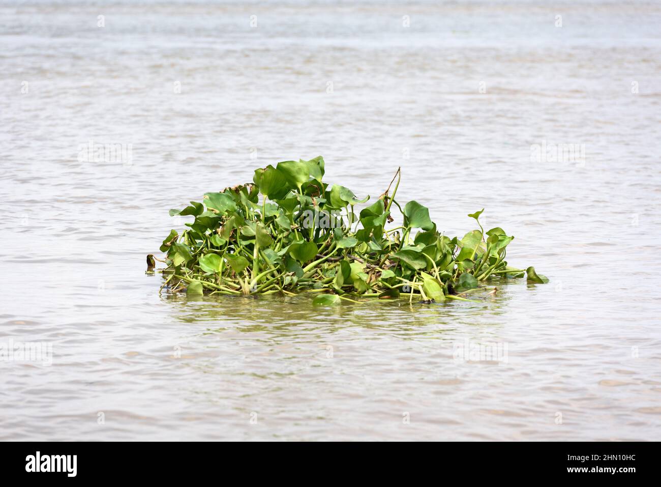 Mekong water hyacinth invasive hi-res stock photography and images - Alamy