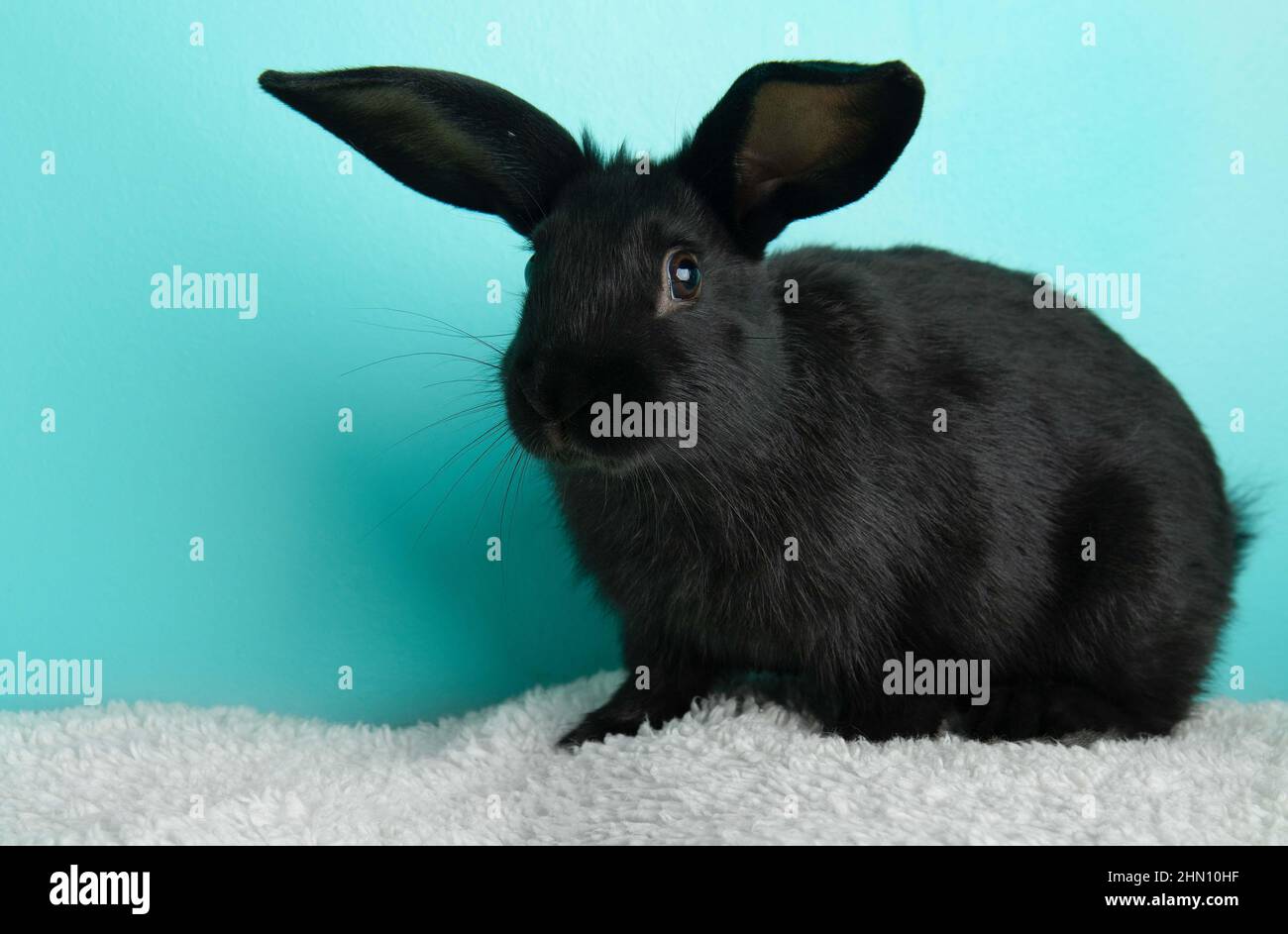 black cute young bunny rabbit with blue background Stock Photo - Alamy