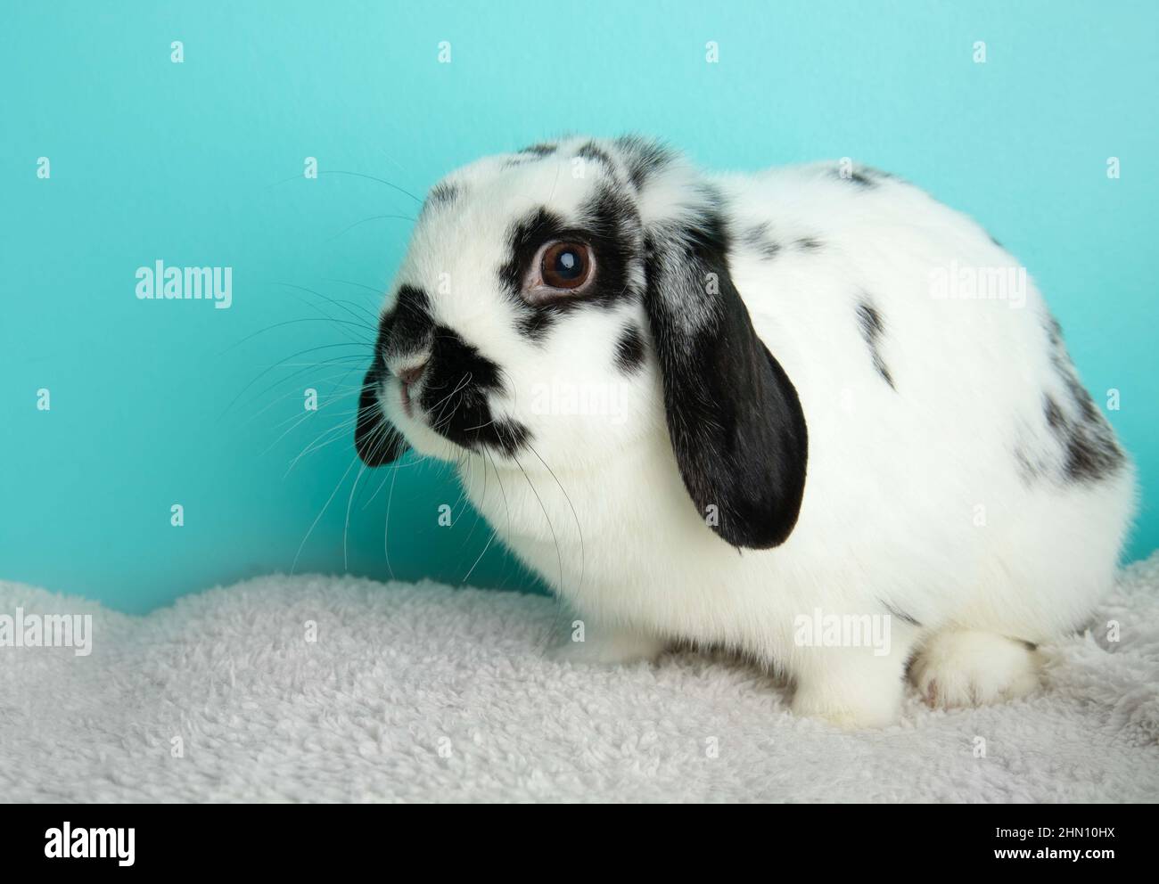 black and white lopped ear bunny with blue background Stock Photo - Alamy