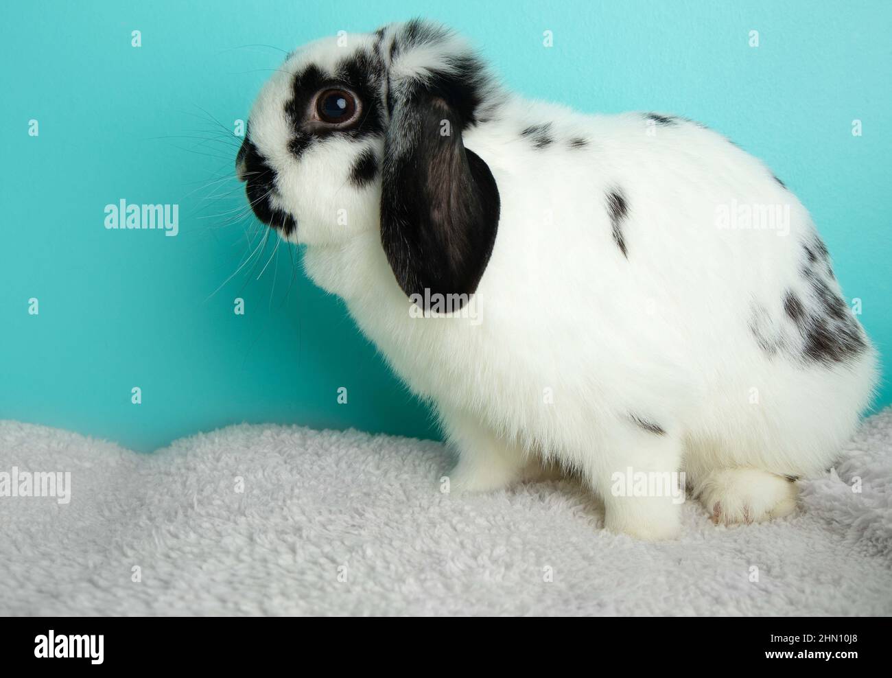 black and white lopped ear bunny rabbit with blue background Stock ...