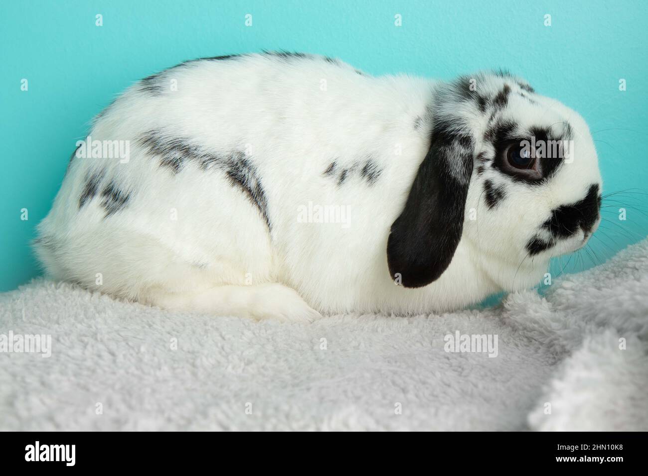 black and white lopped ear bunny rabbit lying down with blue background ...
