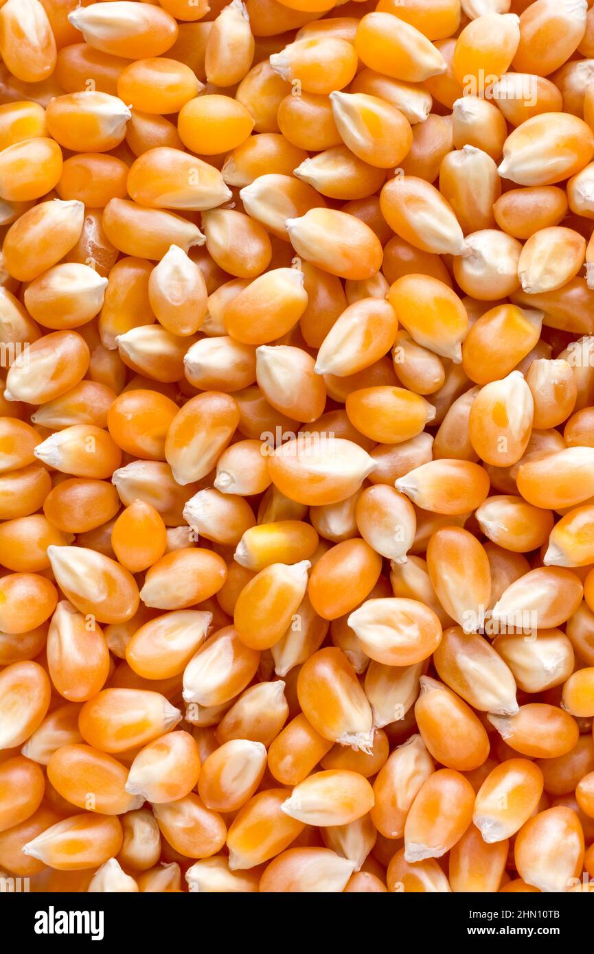 dried corn seeds, food background texture, closeup macro, taken from ...