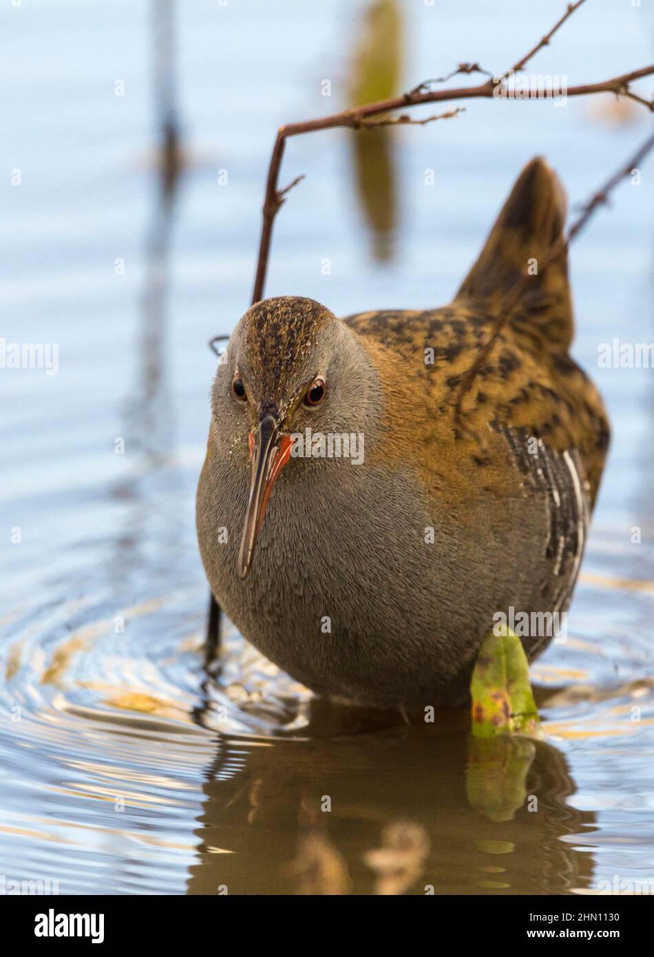 Barring on flanks hi-res stock photography and images - Alamy