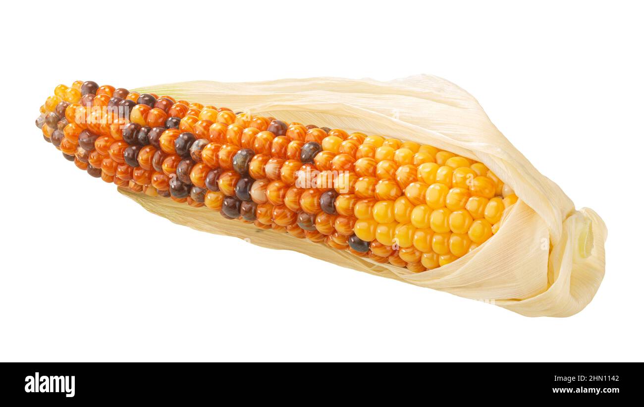 Glass gem jewel maize corn cob(Zea mays) isolated Stock Photo - Alamy