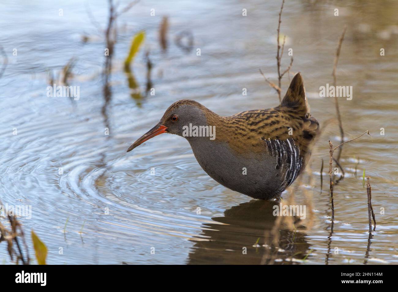 Black and white barring on flanks hi-res stock photography and images ...