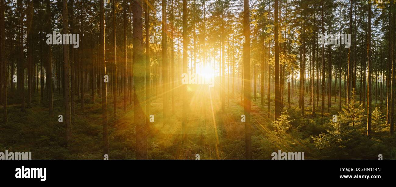 way in to the Forest panorama with sunsetlight - aerial drone shot ...