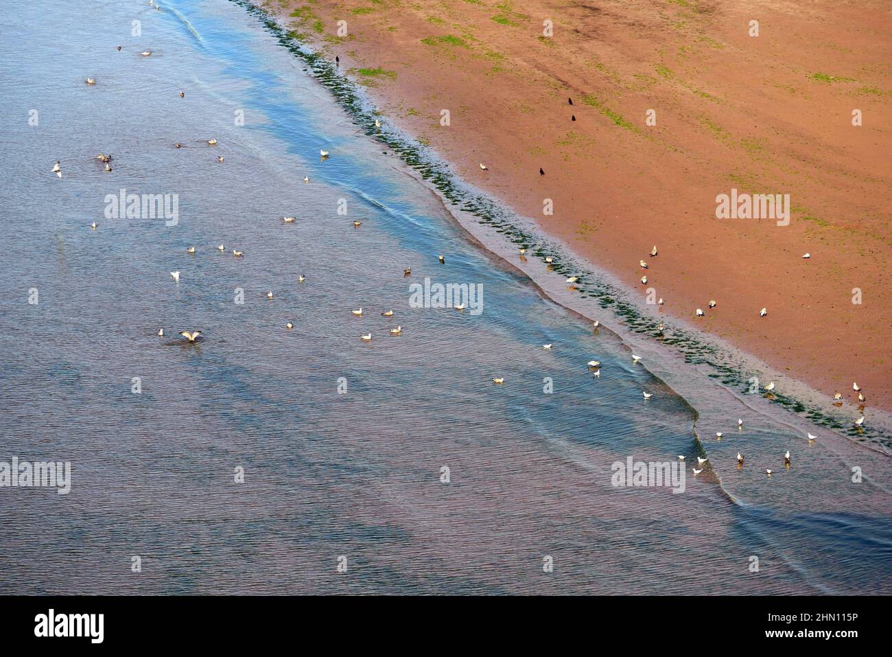 Seabirds and seaweed at the water's edge along the beach at Torquay ...
