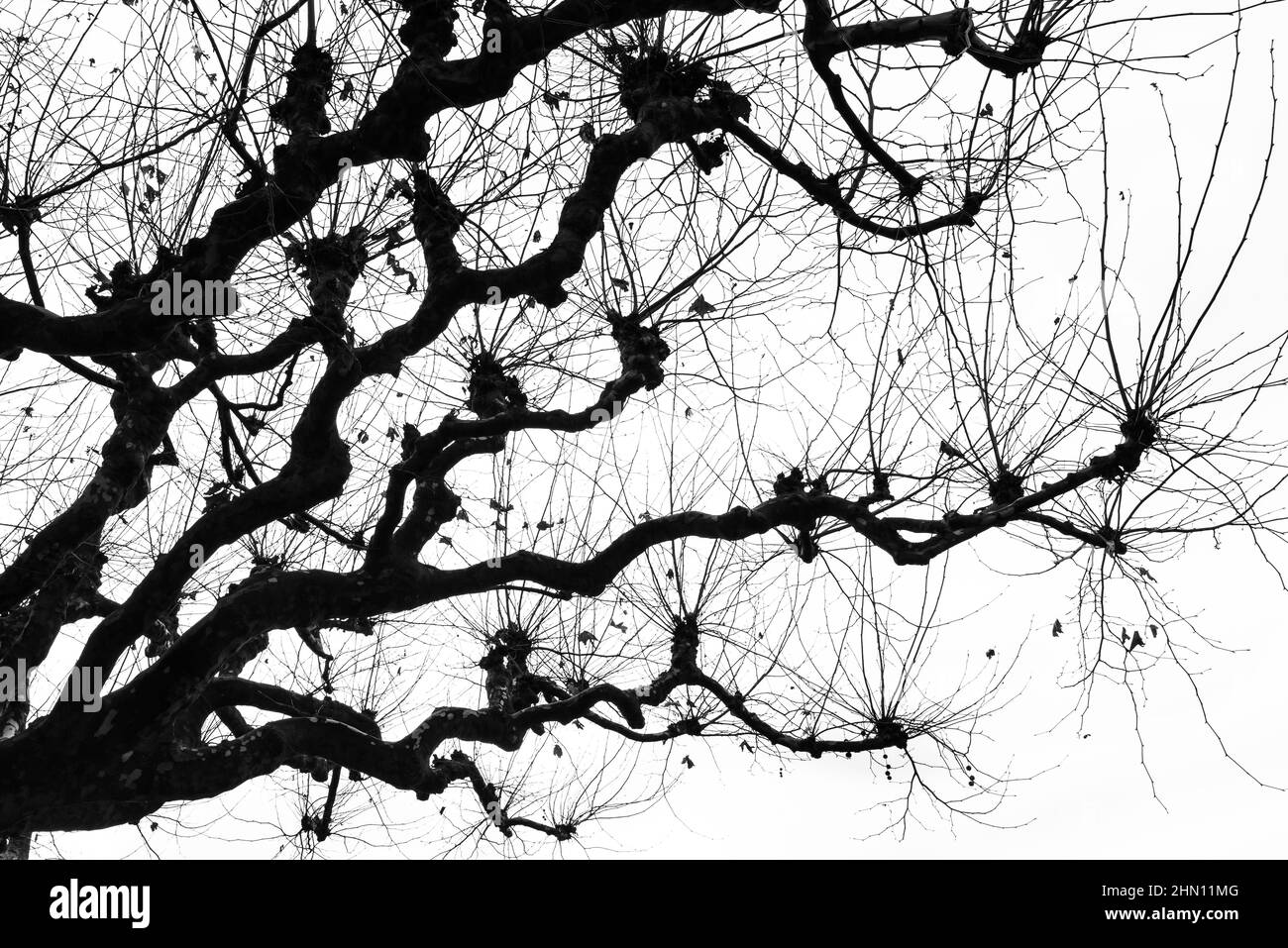 Black tree white background hi-res stock photography and images - Alamy