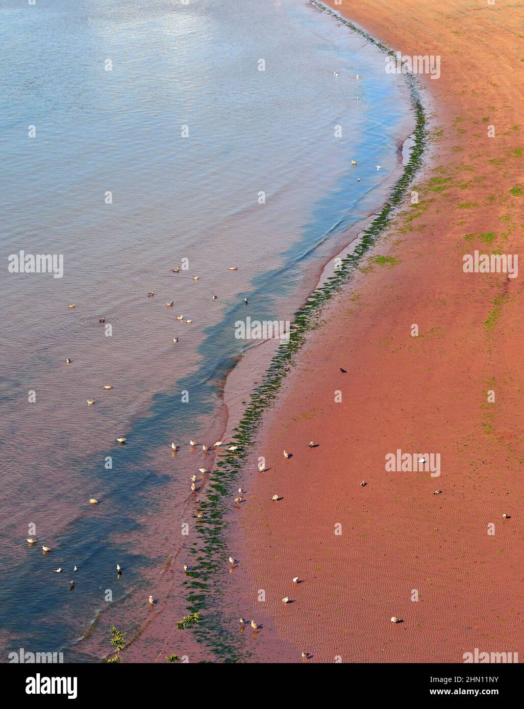 Seabirds and seaweed at the water's edge along the beach at Torquay ...