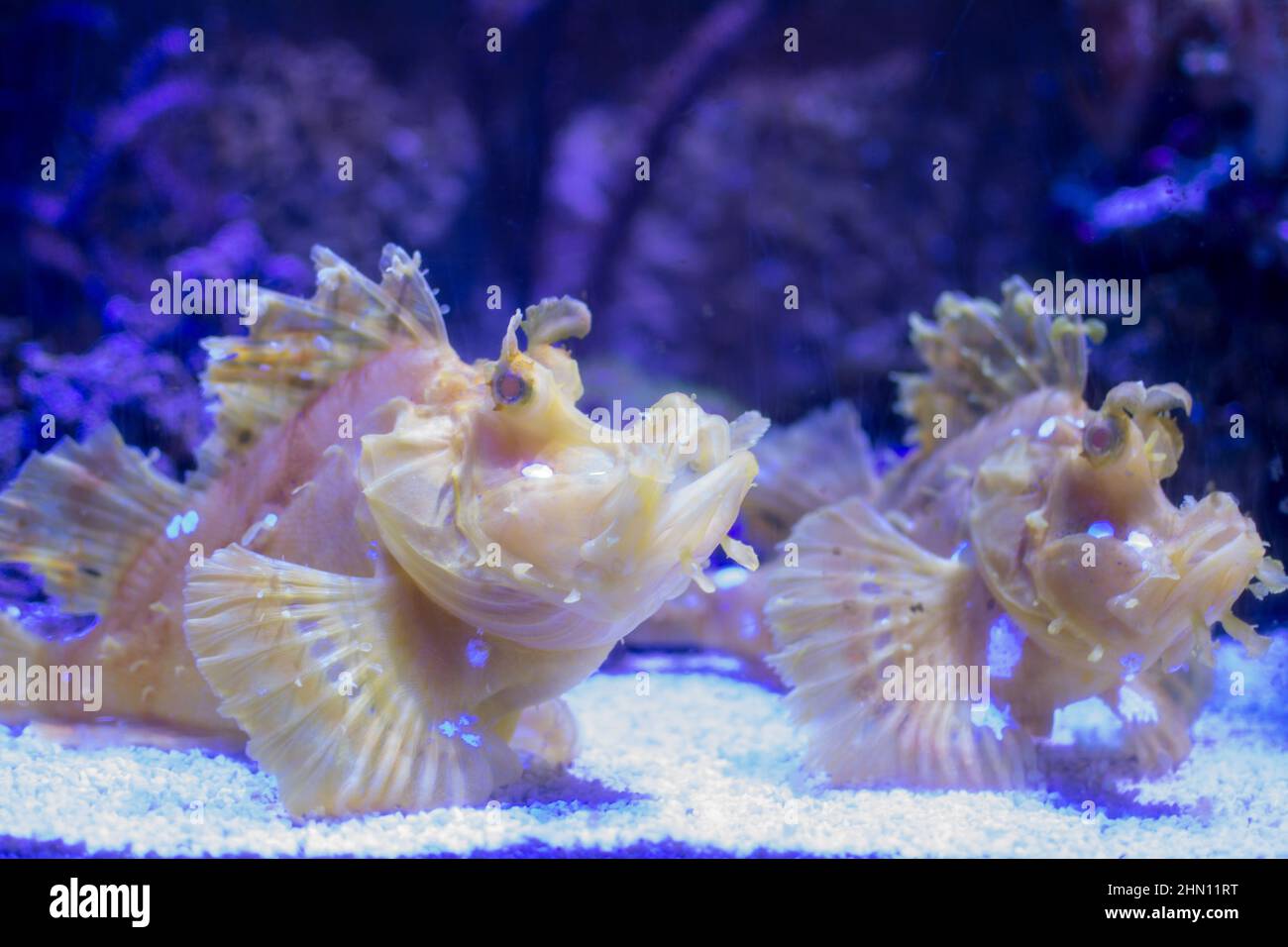 strange sea creatures resting on the sand under the sea Stock Photo - Alamy