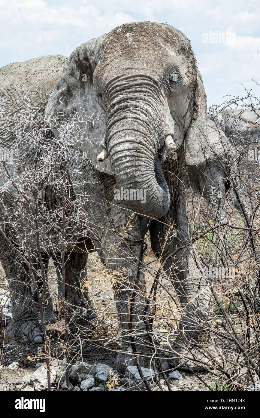 Elephant eating fresh shoots in area burnt by bush fire - portrait ...