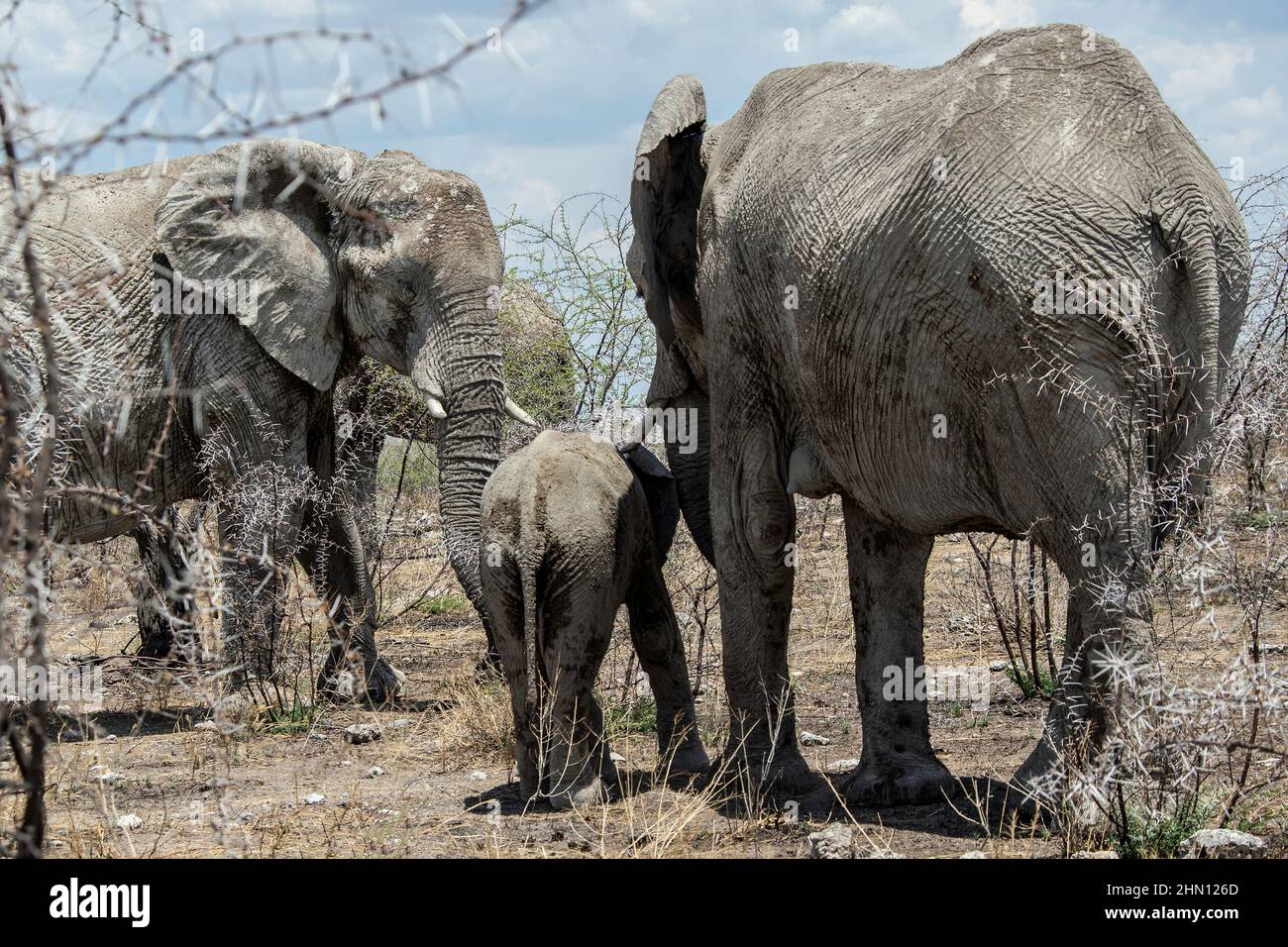 Three Elephants including mother and baby in area burnt by bush fire ...